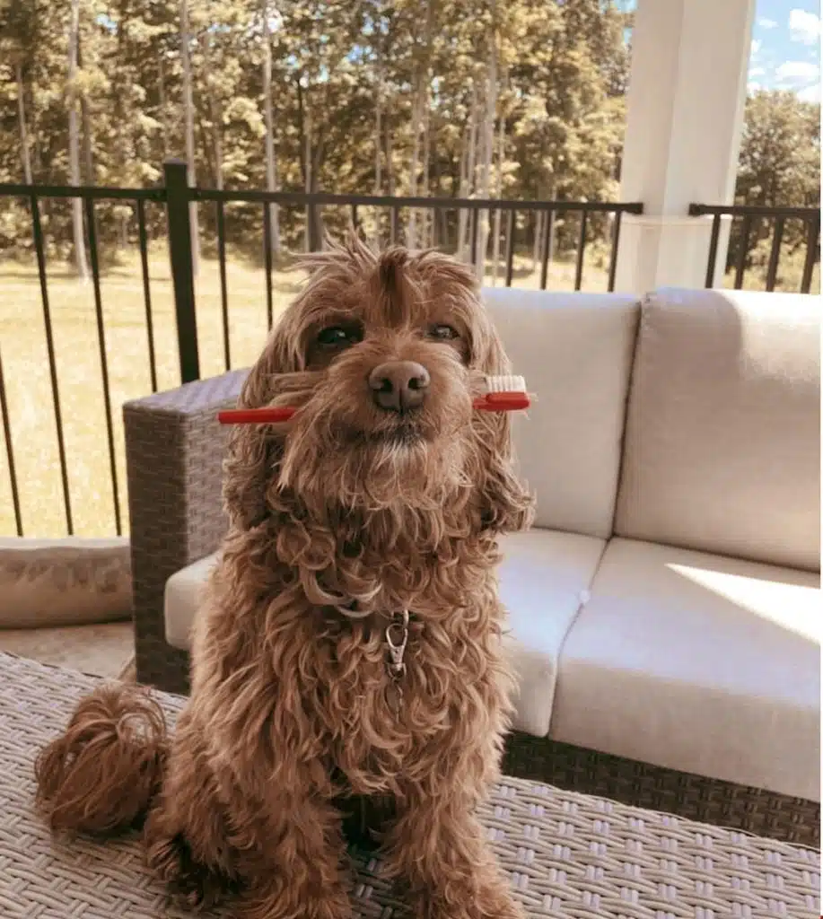 The importance of brushing teeth | Ashford Manor Labradoodles